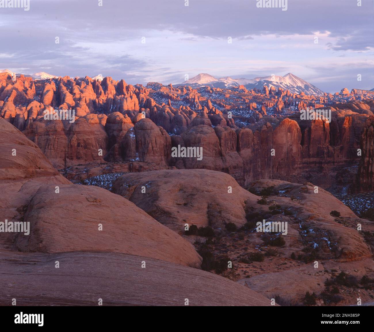 Poison spider Mesa, Moab, Utah Stock Photo - Alamy