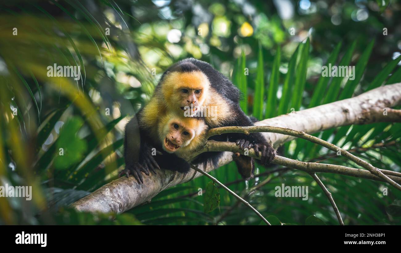 Capuchin family hi-res stock photography and images - Alamy