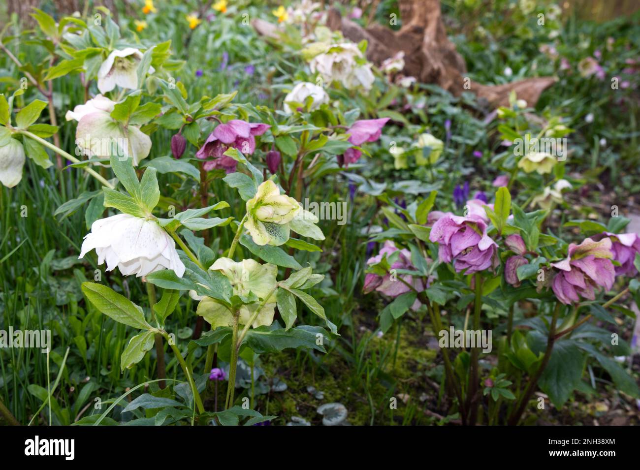 Spring border hellebores hi-res stock photography and images - Alamy