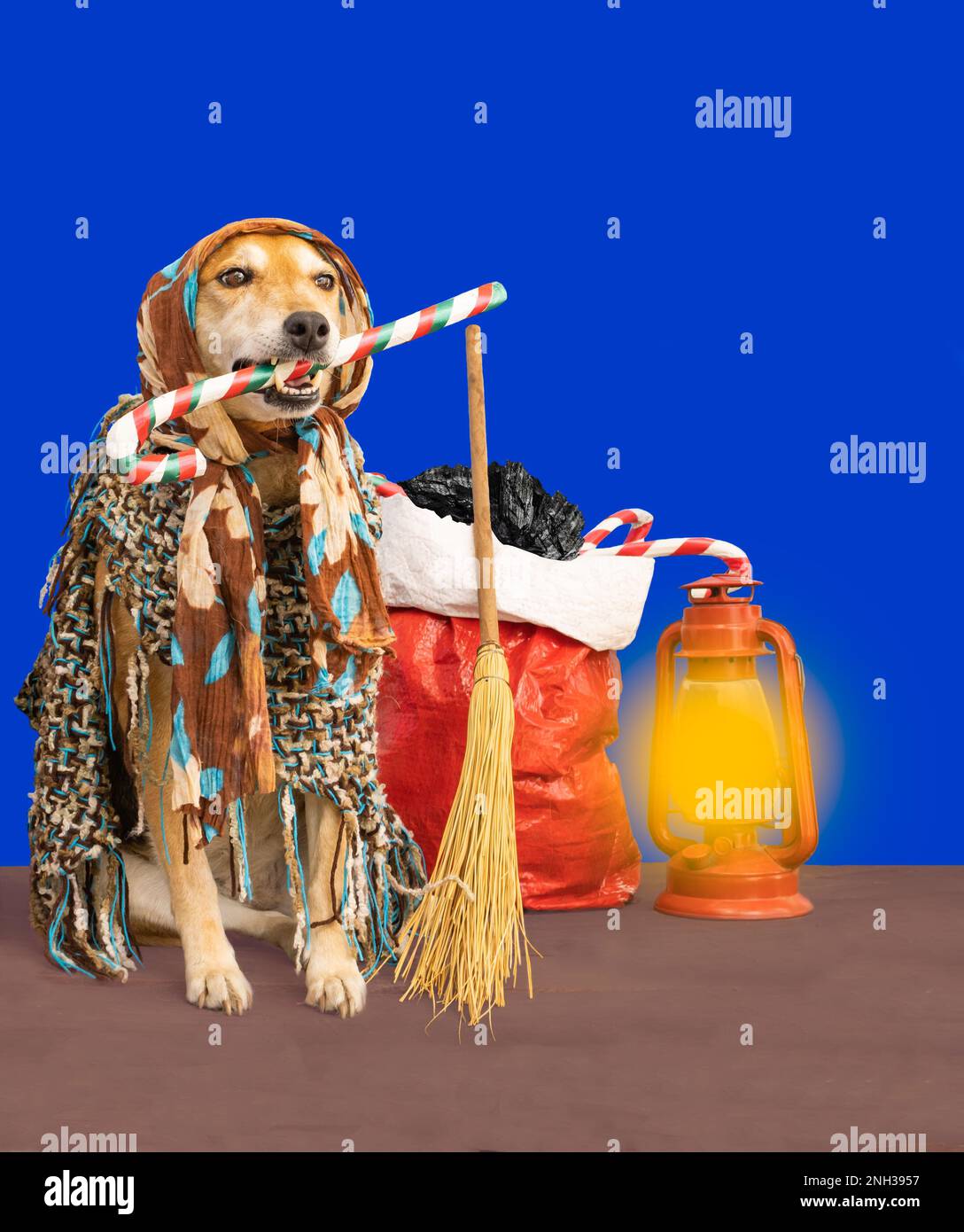 Dog dressed as Befana with scarf and shawl, with bag of goodies ...