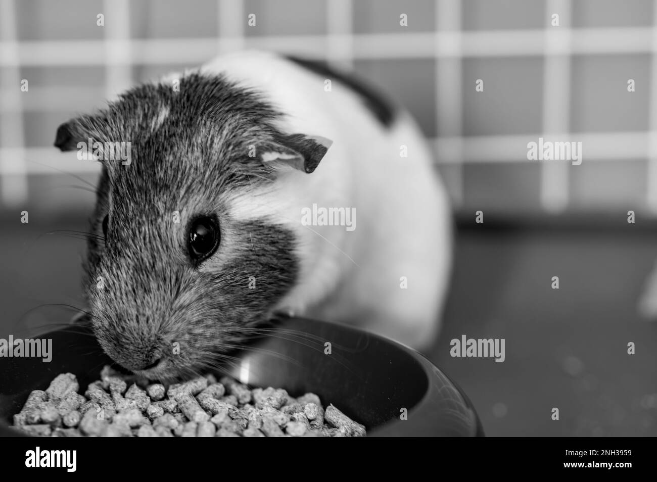 Guinea pig eating condensed fiber pellets from a food tray Stock Photo ...