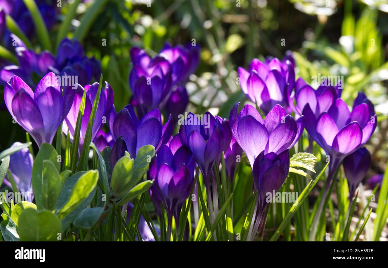 Spring stained glass effect of backlit Crocus tommasinianus 'Ruby Giant ...
