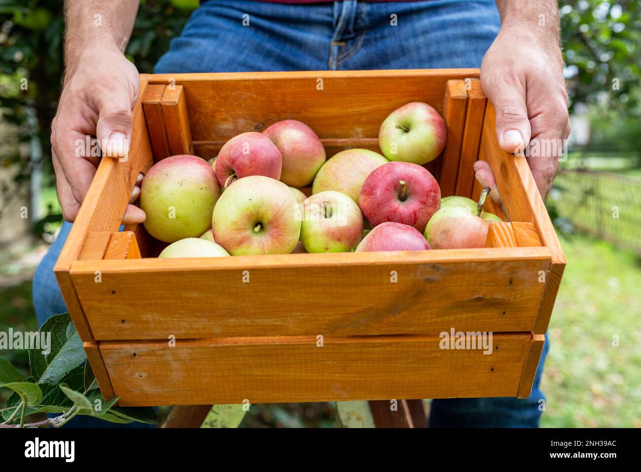Man holding wooden basket full of apples outdoors Stock Photo - Alamy