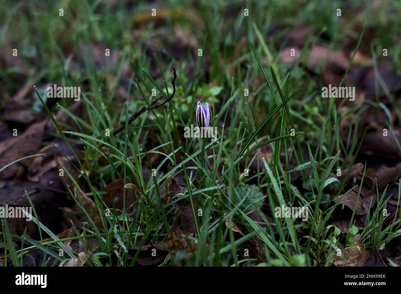 Crocus biflorus with grass and foliage seen up close Stock Photo - Alamy