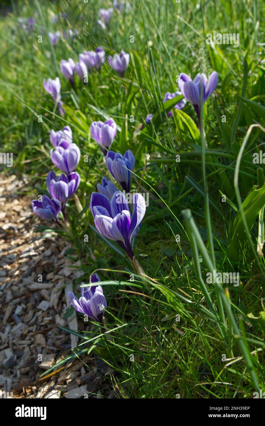 Spring flowers of Giant Dutch Crocus vernus King Of The Striped growing ...