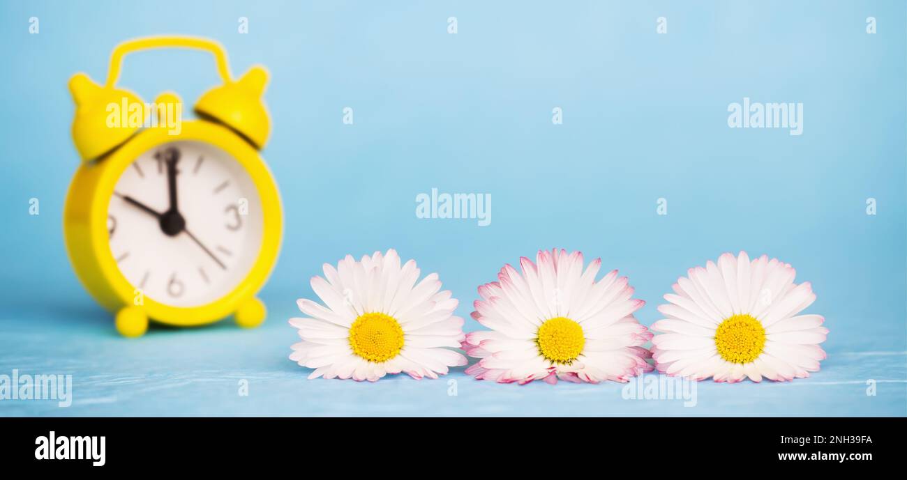White flowers and retro yellow alarm clock on blue background. Spring ...