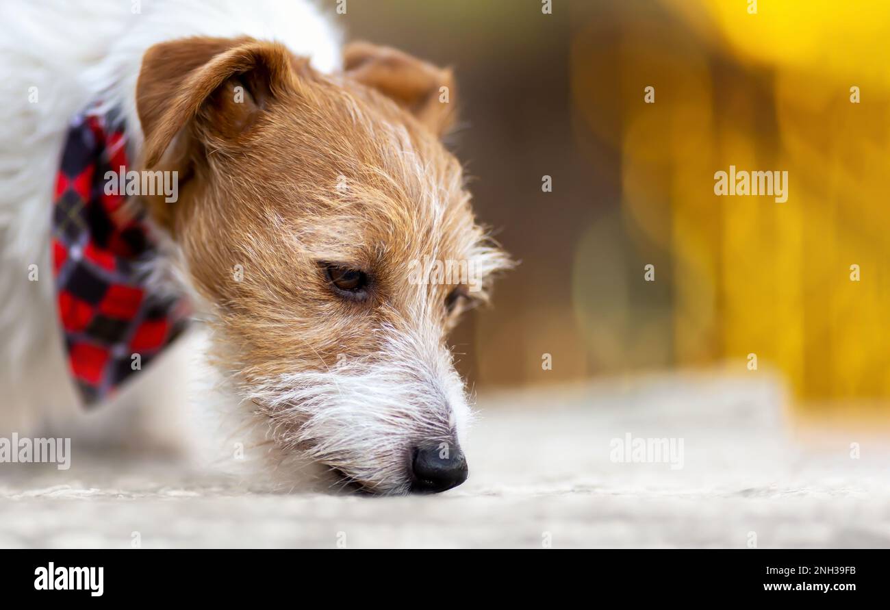 Cute jack russell terrier pet dog smelling, sniffing on the ground. Dog ...