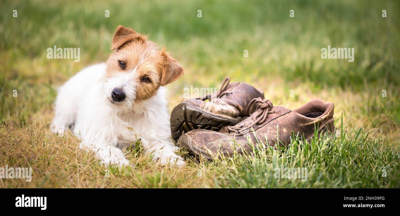 Funny naughty pet dog after biting, chewing shoes in the grass. Dog ...