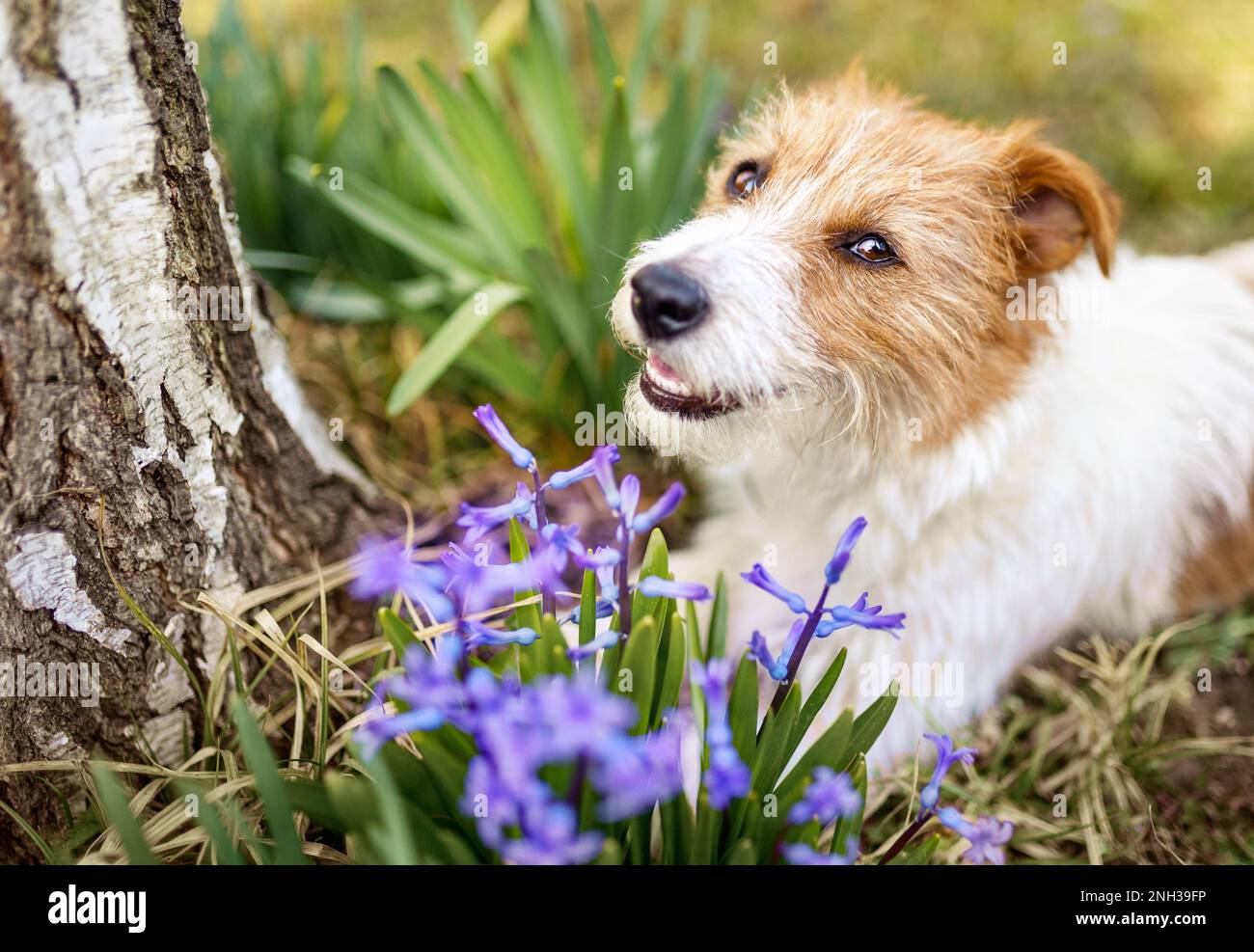 Happy cute pet dog smiling in the grass with easter flowers. Spring ...