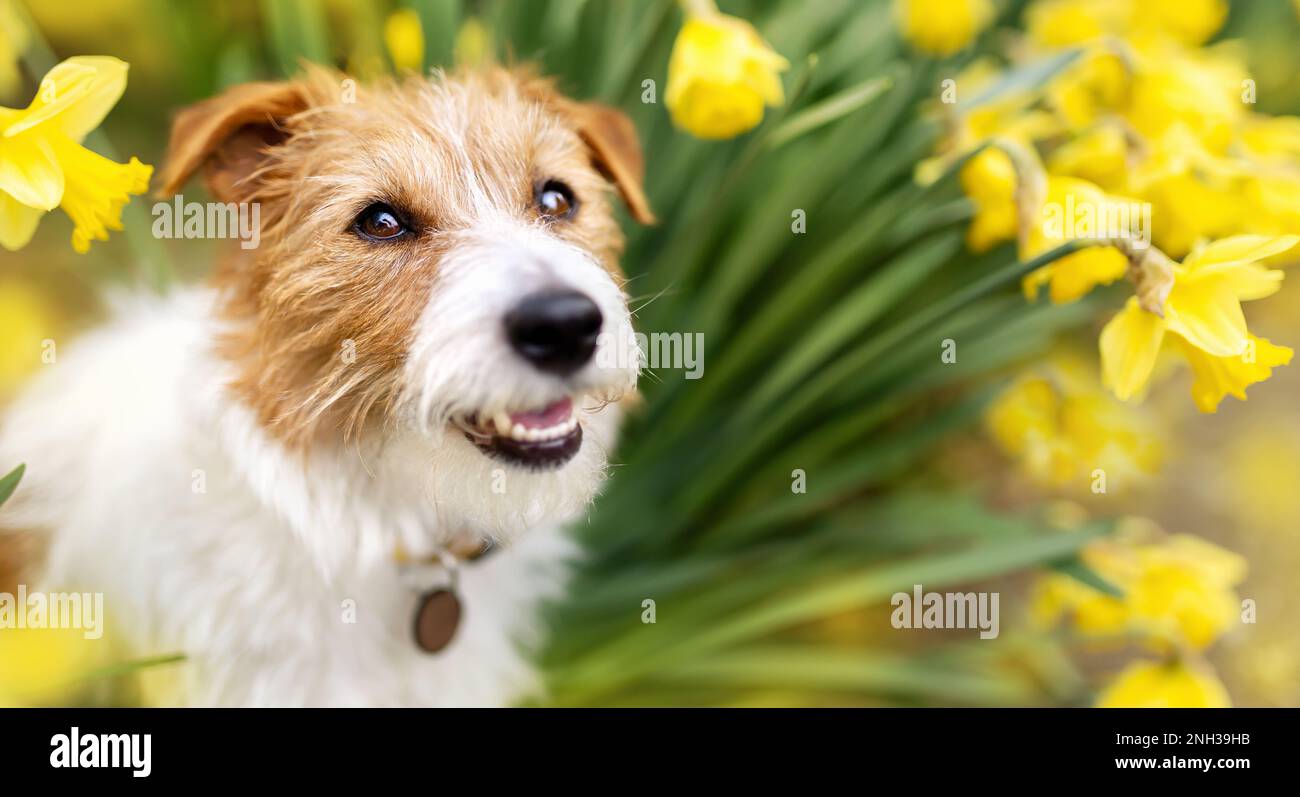 Happy cute pet dog smiling in easter daffodil flowers. Spring forward ...