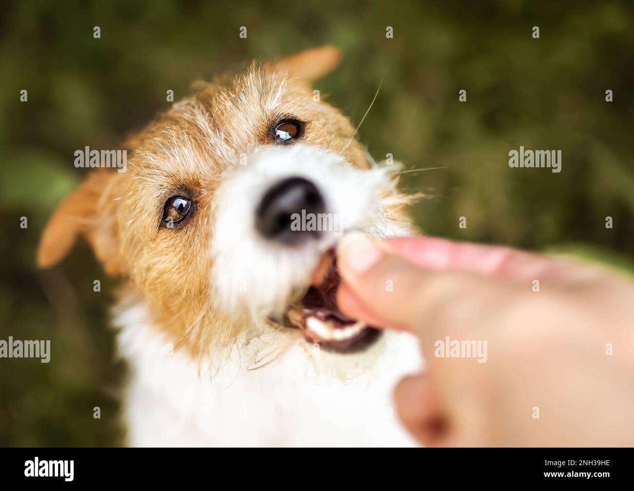 Hand giving snack treat hi-res stock photography and images - Alamy