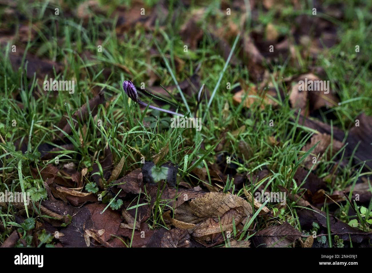 Crocus biflorus with grass and foliage seen up close Stock Photo - Alamy
