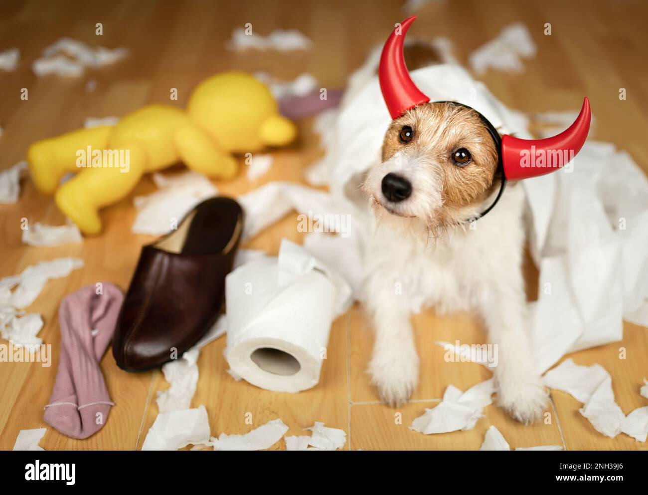 Funny, active naughty pet dog after biting, chewing a toilet paper and ...
