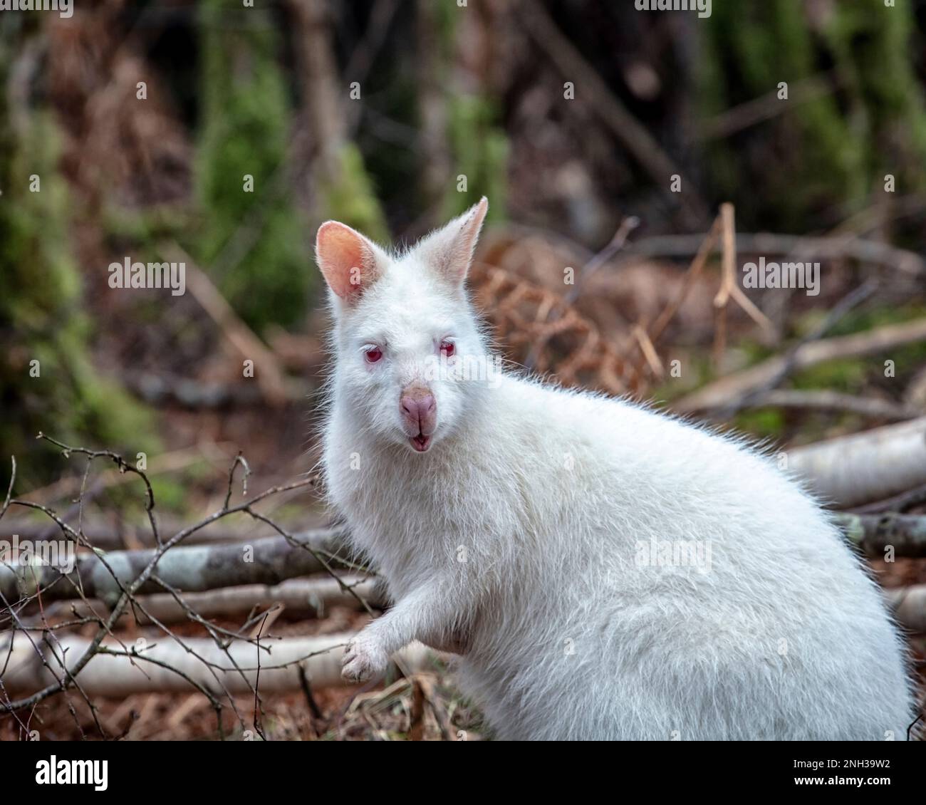 Albino animal hi-res stock photography and images - Alamy