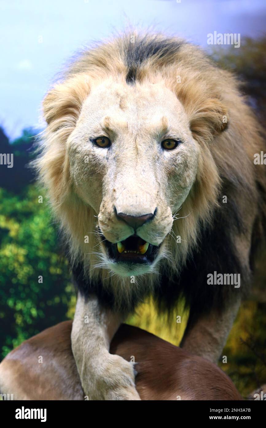 Budapest, Hungary - FEBRUARY 09, 2023: Close up of a stuffed african ...