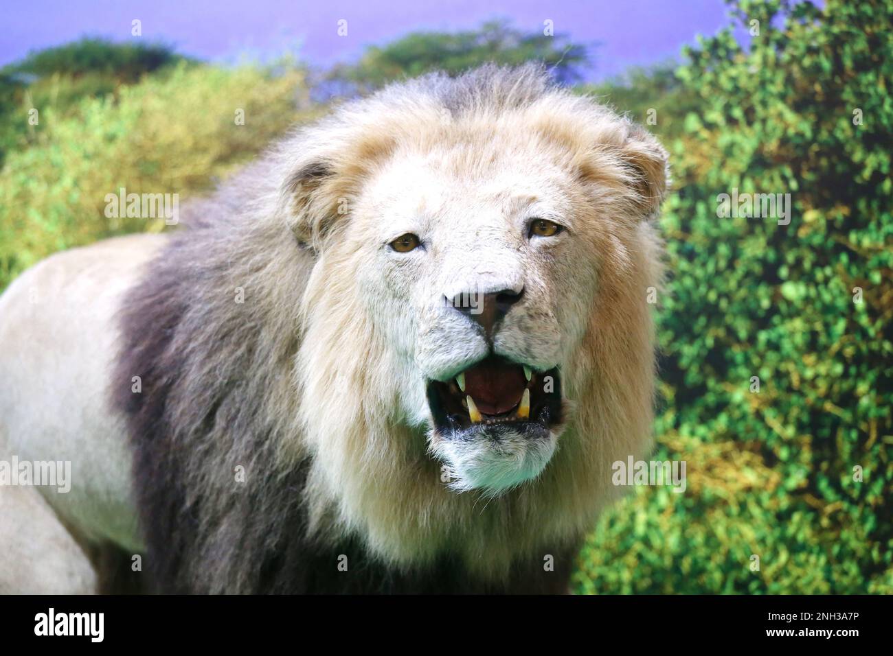 Budapest, Hungary - FEBRUARY 09, 2023: Close up of a stuffed african ...