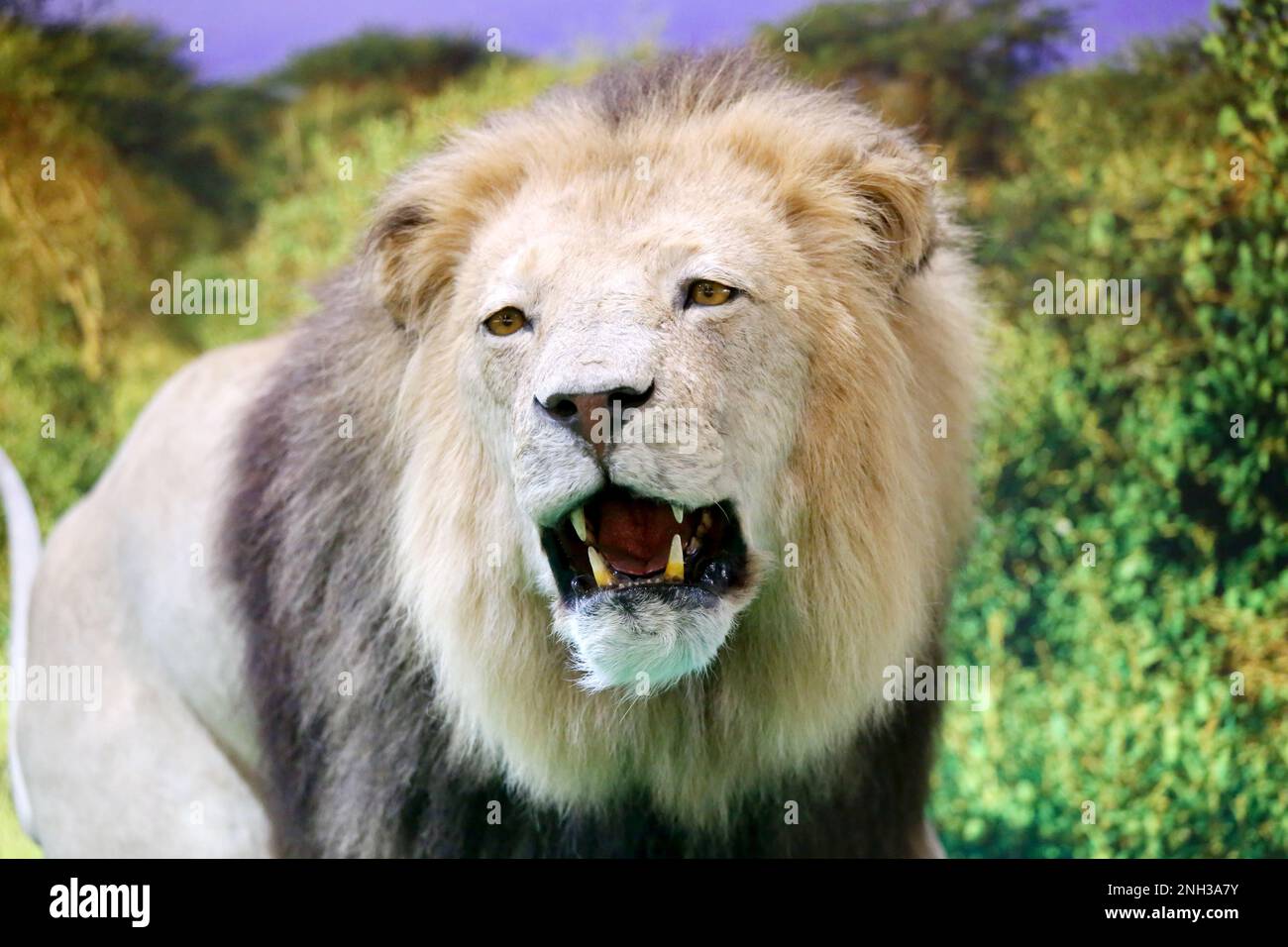 African predator exhibits hi-res stock photography and images - Alamy