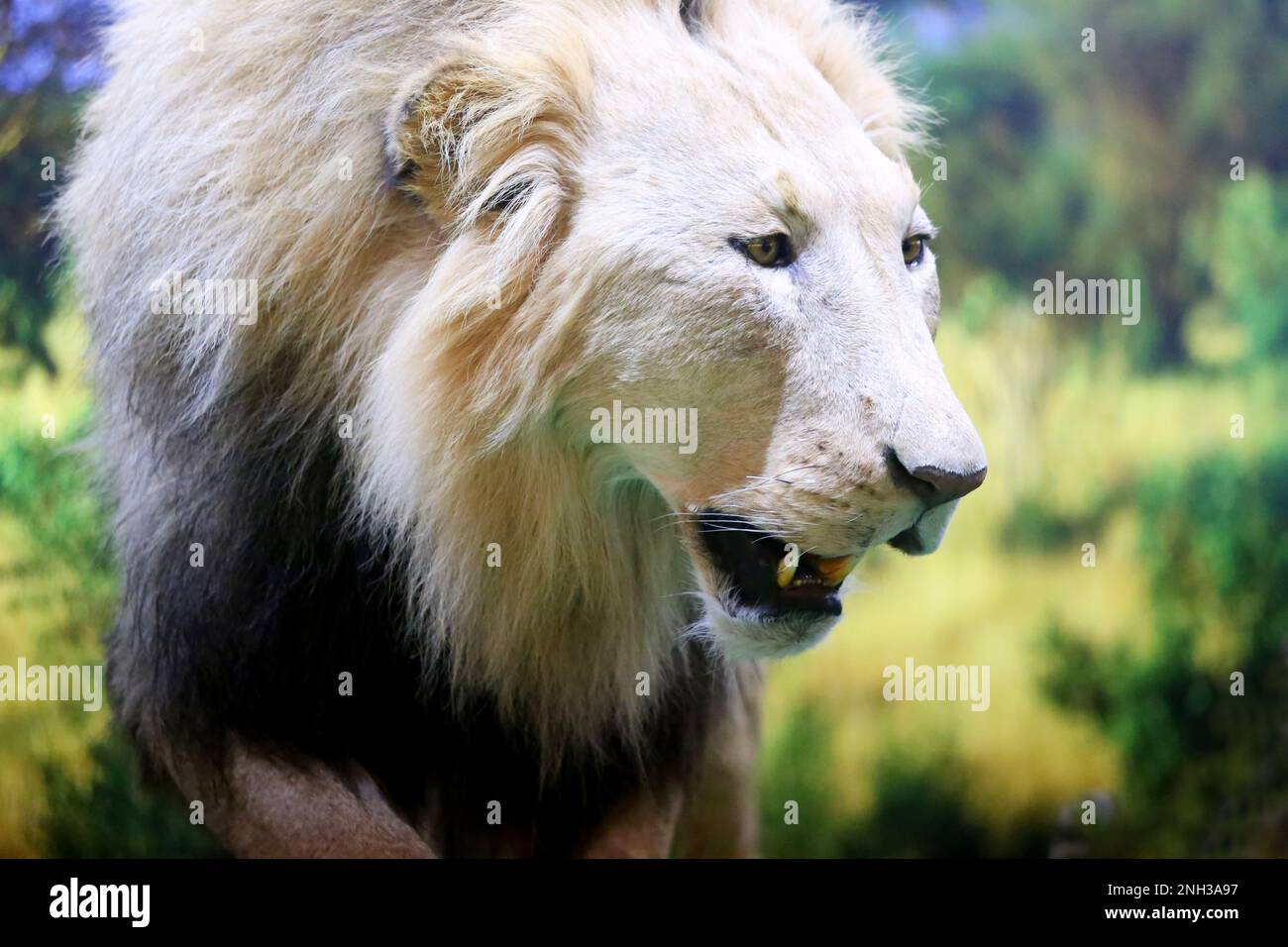 Budapest, Hungary - FEBRUARY 09, 2023: Close up of a stuffed african ...