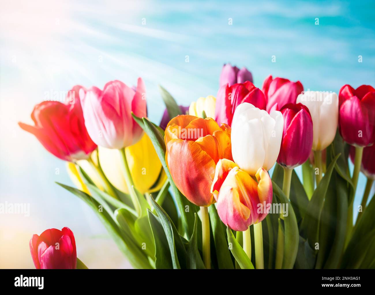 Spring background with colorful tulips Stock Photo - Alamy