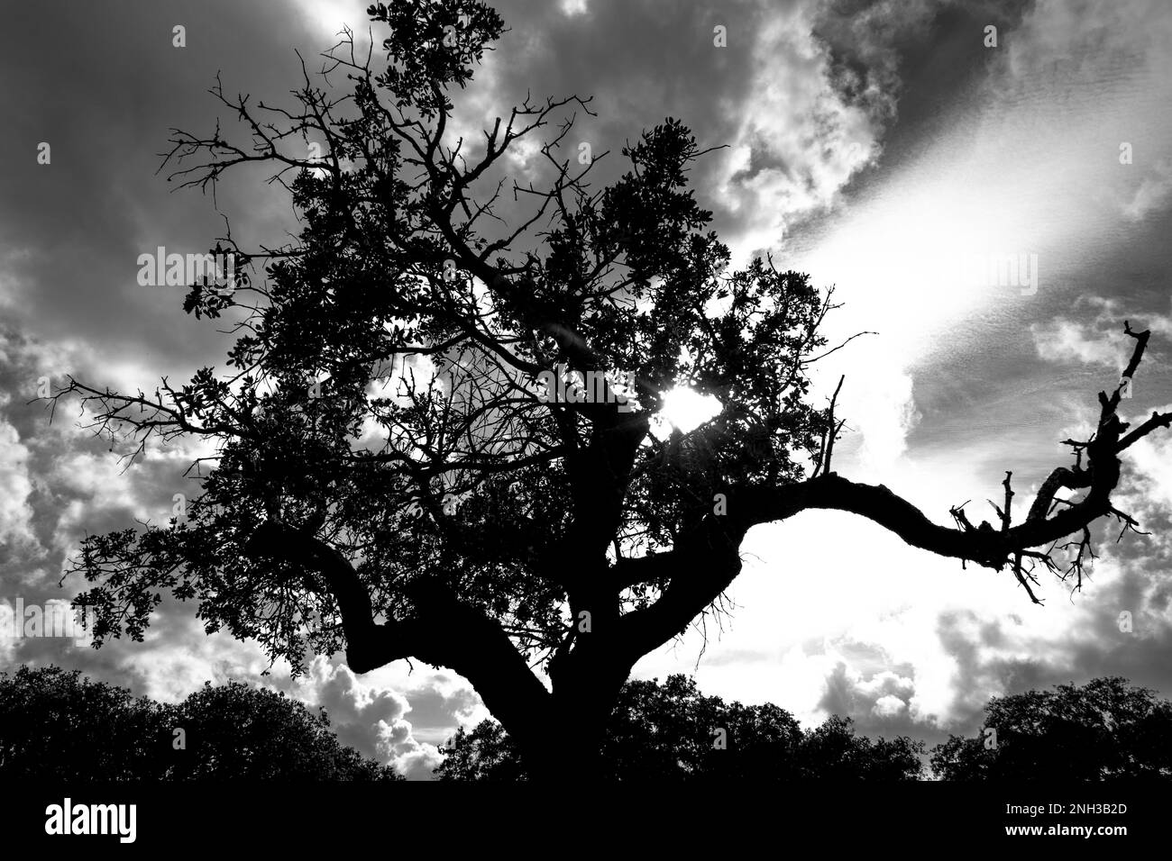 True Nature in Portugal Stock Photo - Alamy