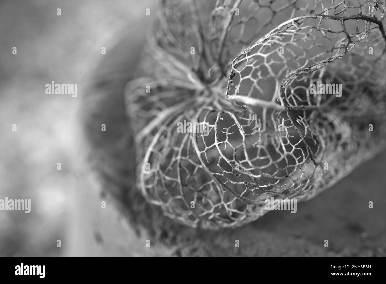 The skeletonized calyces of the Physalis plant Stock Photo - Alamy