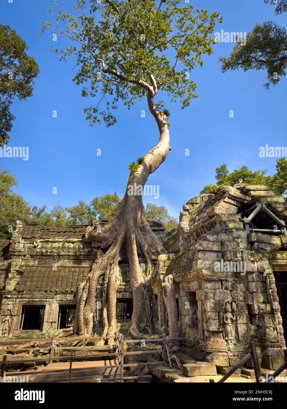 A giant rainforest tree with its roots wrapping over the top of the ...