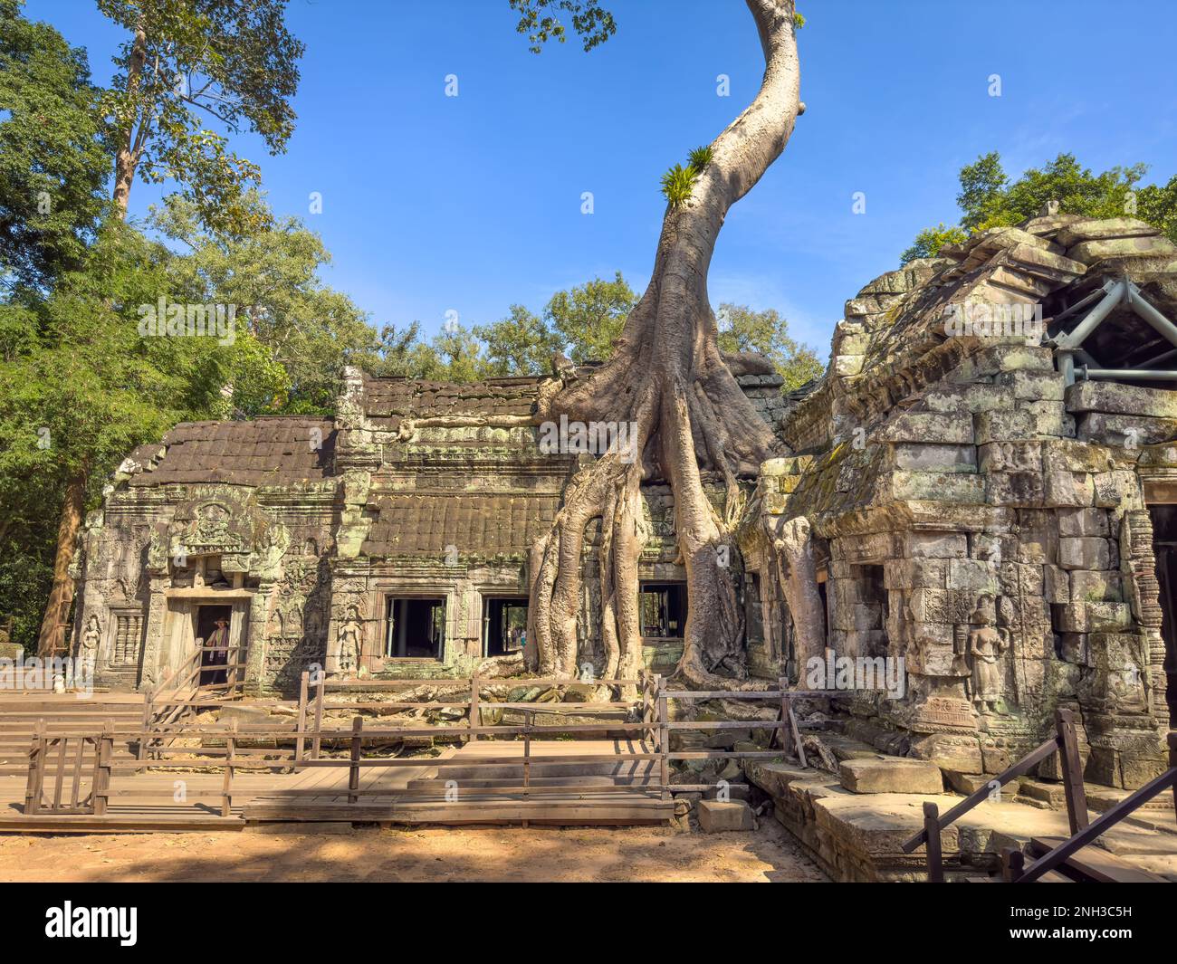 A giant rainforest tree with its roots wrapping over the top of the ...