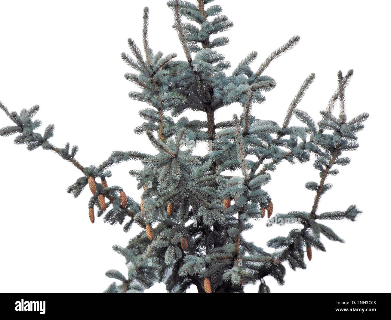 Colorado blue spruce isolated on white background Stock Photo - Alamy