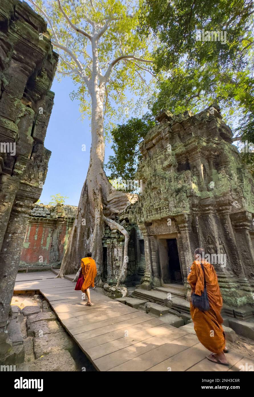 Two Buddhist monks walk through the famed Ta Prohm temple with its ...