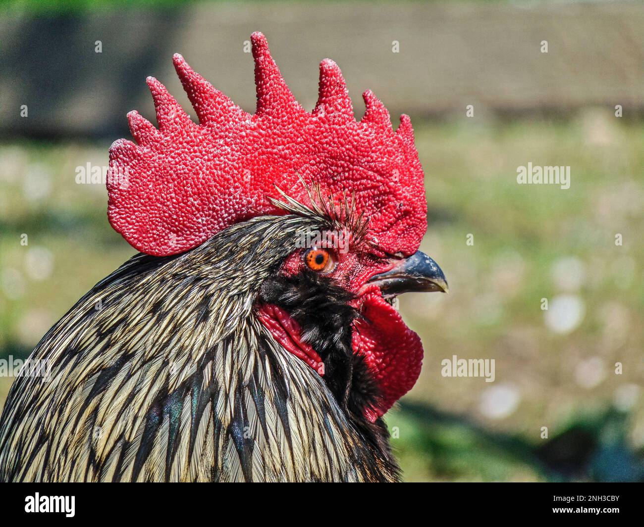 Macro rooster hi-res stock photography and images - Alamy