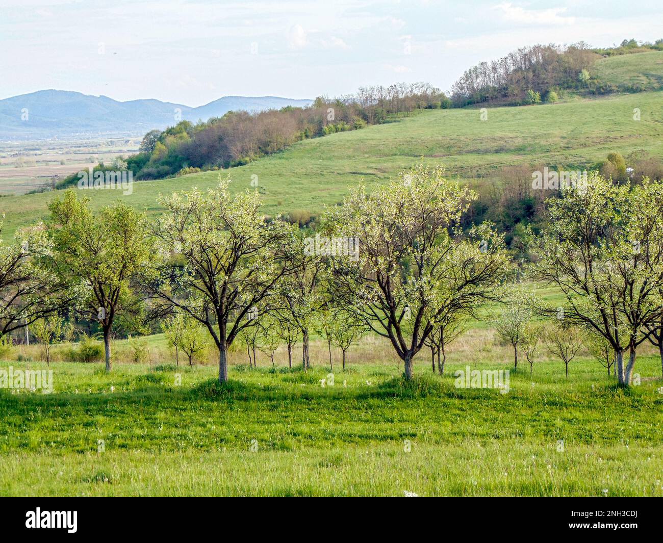 green trees and hills in Maramures, Romania. Spring landscape Stock ...