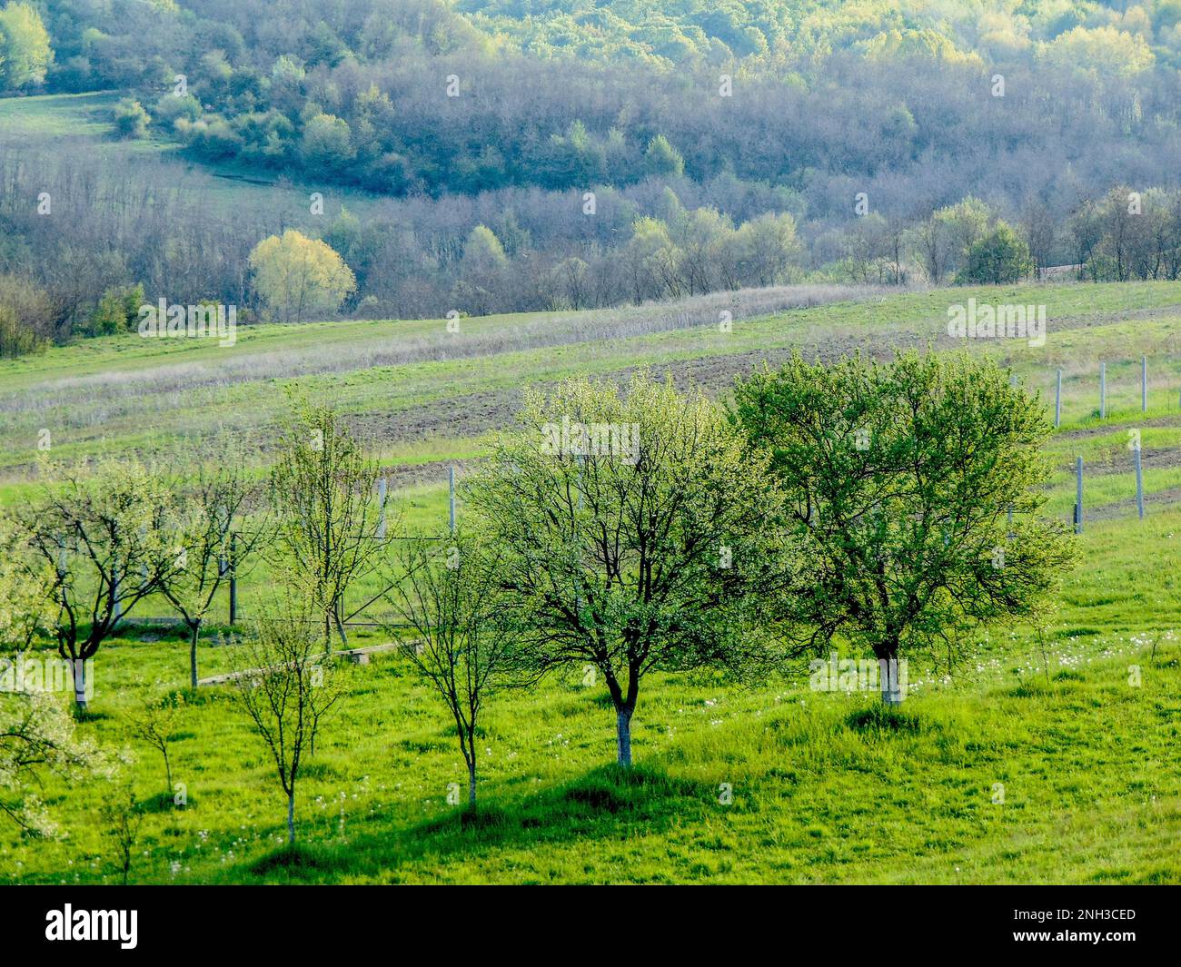 green trees and hills in Maramures, Romania. Spring landscape Stock ...