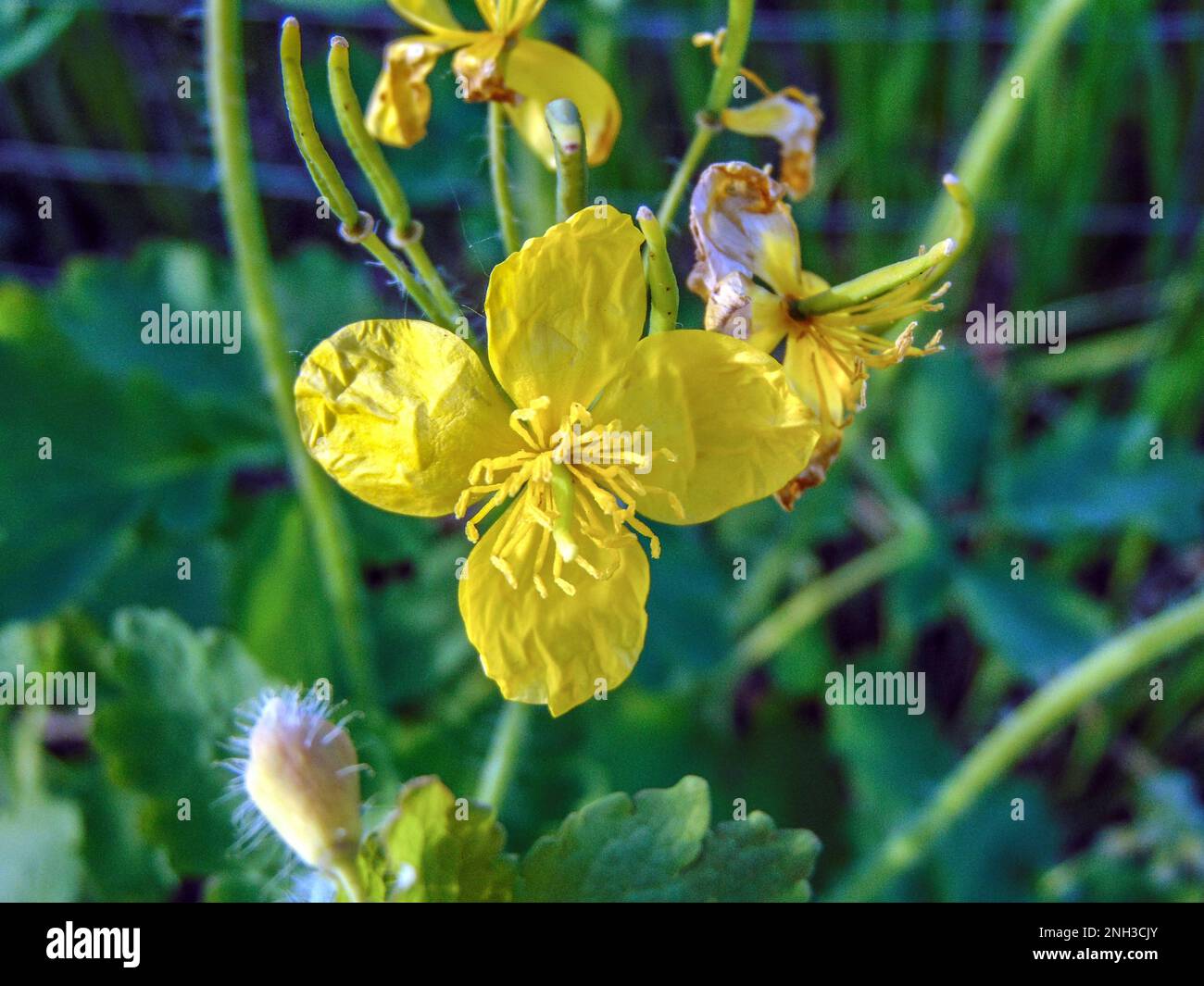 Greater Celandine (Chelidonium majus) flower in the spring - Romania ...