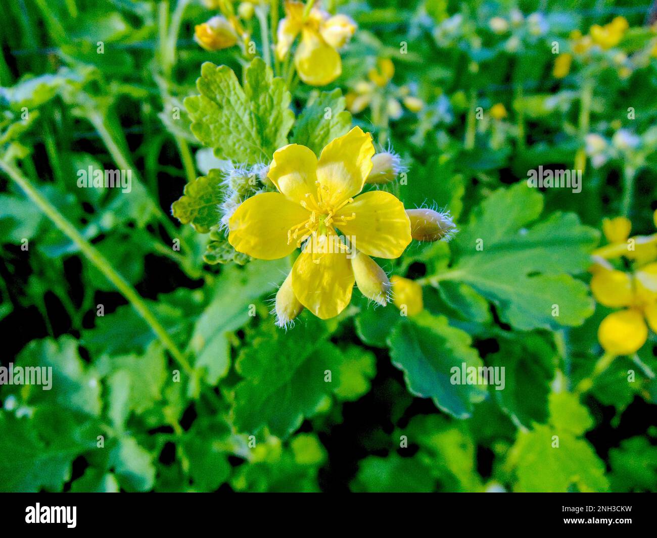 Greater Celandine (Chelidonium majus) flower in the spring - Romania ...