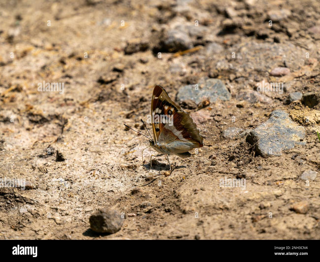 Purple Emperor Butterfly Feeding on the Ground Stock Photo - Alamy