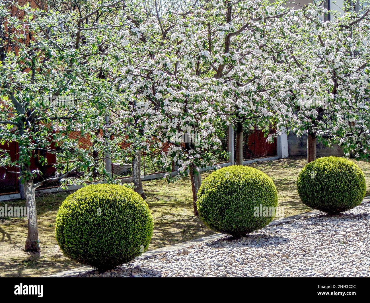 Buxus sempervirens plant and flowering apple trees in the spring ...
