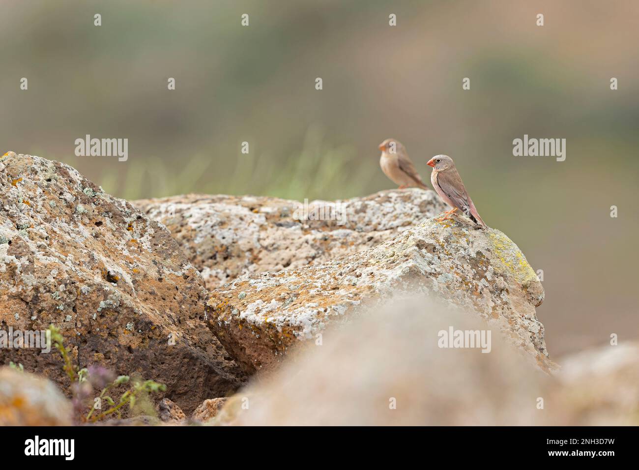 A trumpeter finch (Bucanetes githagineus) perched on rock in the rocky ...