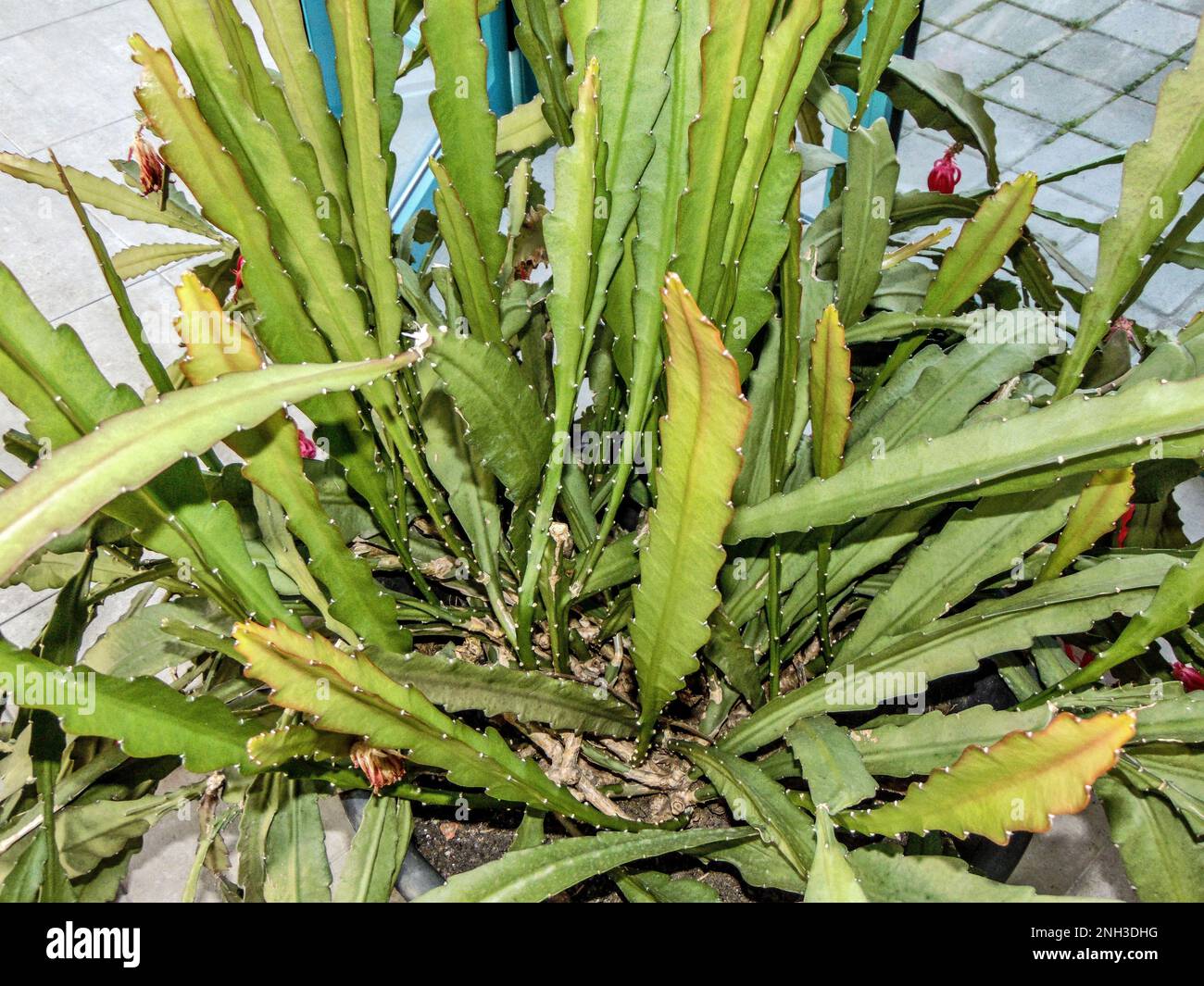 Climbing cactus - plant, plants, closeup Stock Photo - Alamy