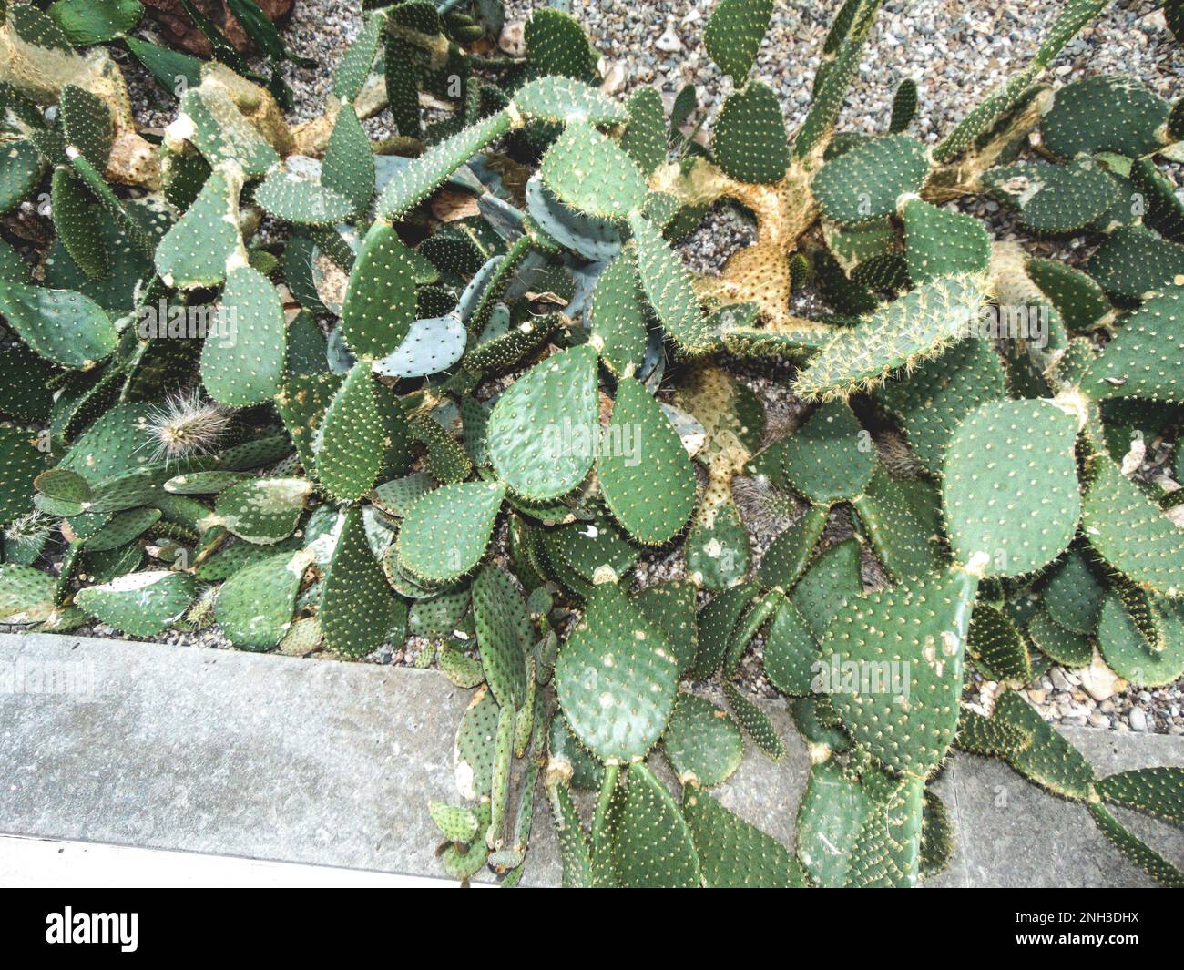 Cact hi-res stock photography and images - Alamy
