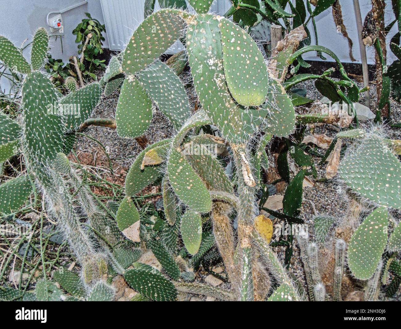 Aaron's-beard prickly-pear cactus Stock Photo - Alamy