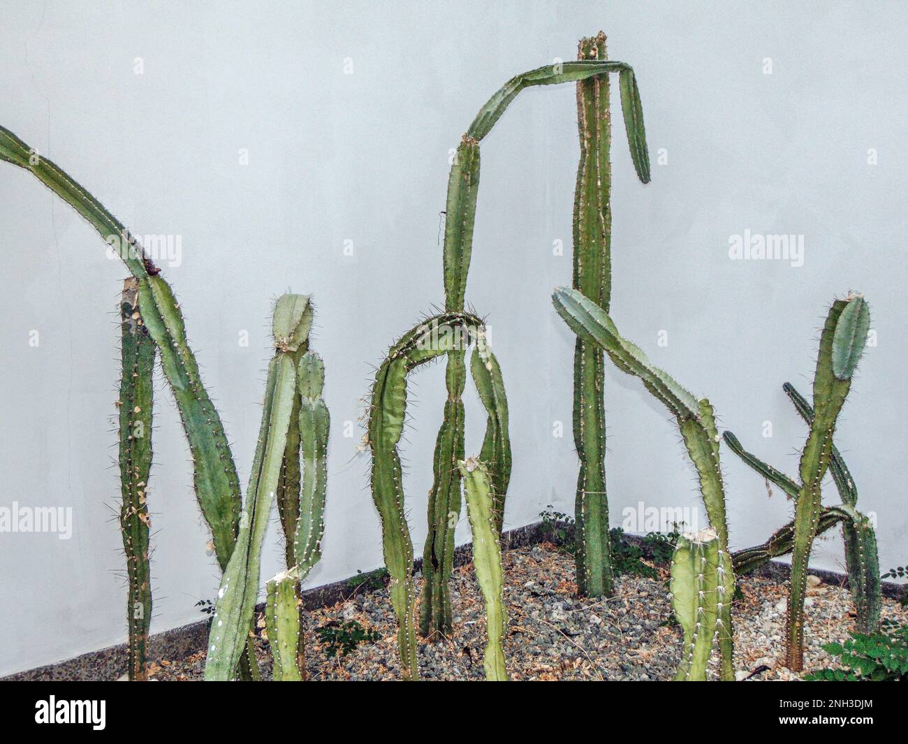 Very tall cactus hi-res stock photography and images - Alamy