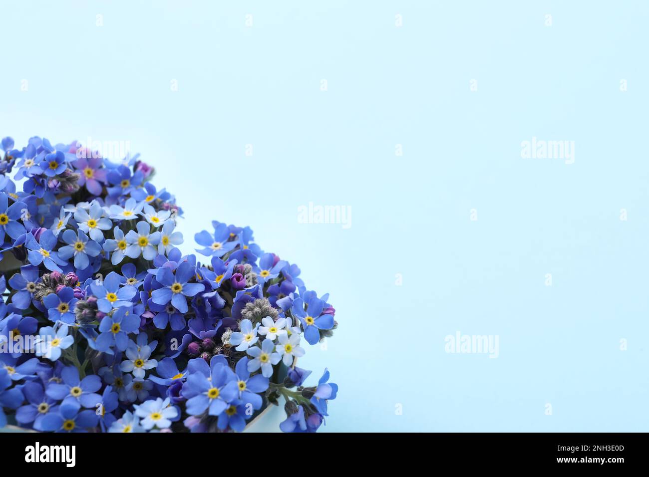 Beautiful forget-me-not flowers on light blue background. Space for ...