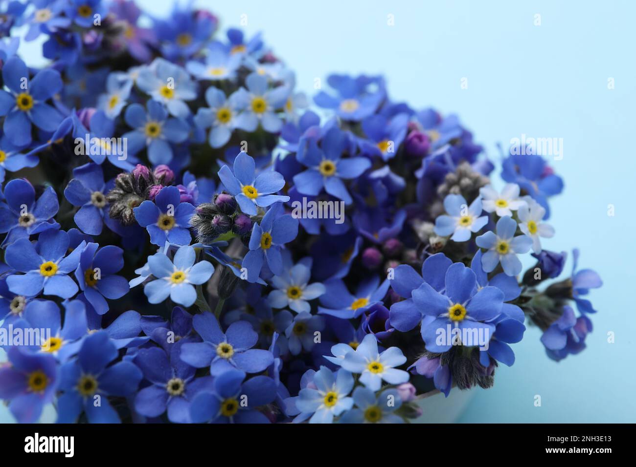Beautiful forget-me-not flowers on light blue background, closeup Stock ...