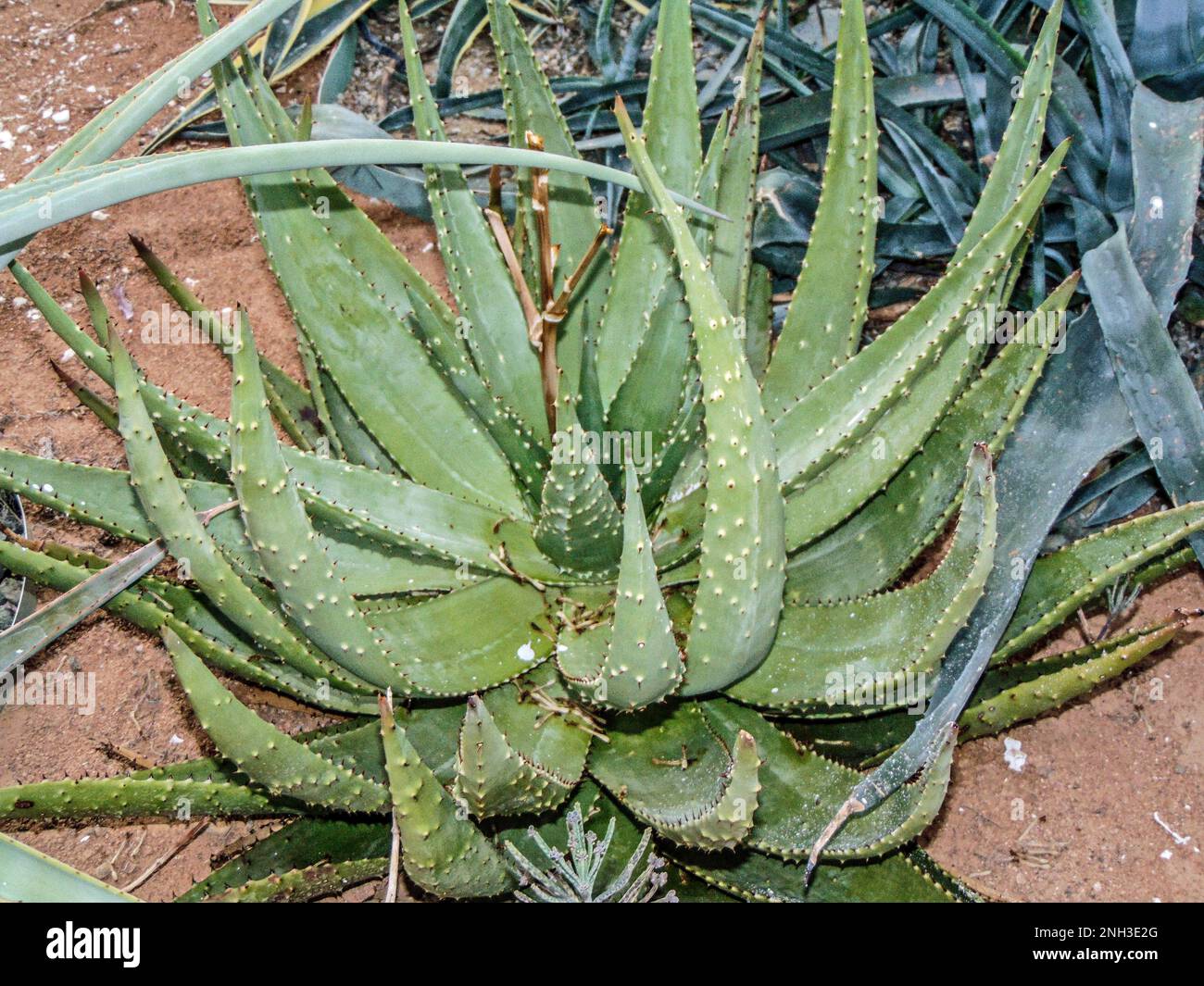 Ngopanie (Aloe aculeata) plant - closeup Stock Photo - Alamy