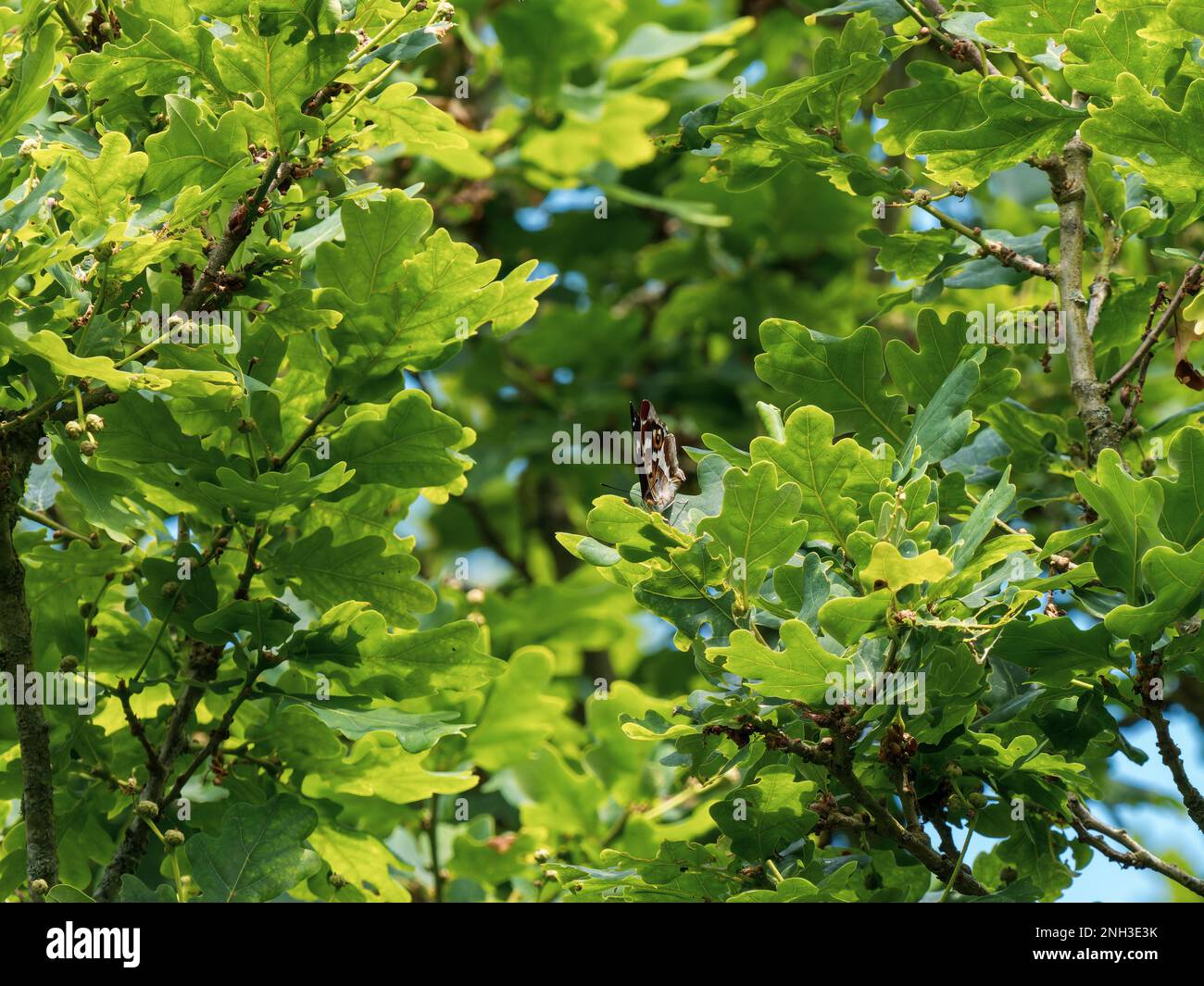 Purple emperor butterfly oak hi-res stock photography and images - Alamy