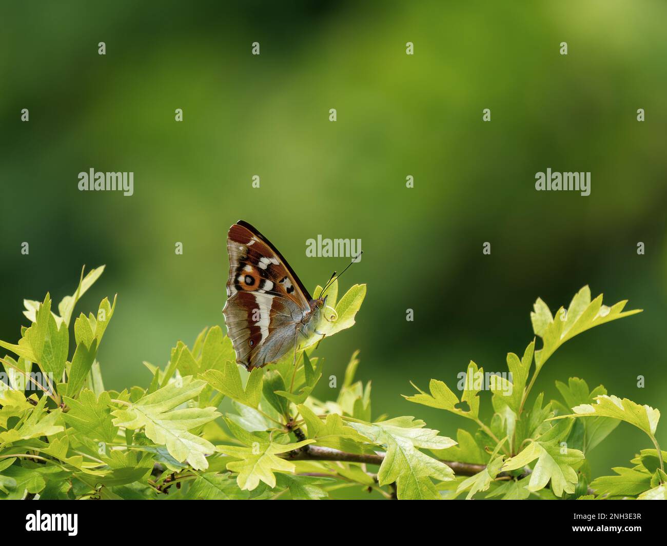 Purple emperor butterfly oak hi-res stock photography and images - Alamy