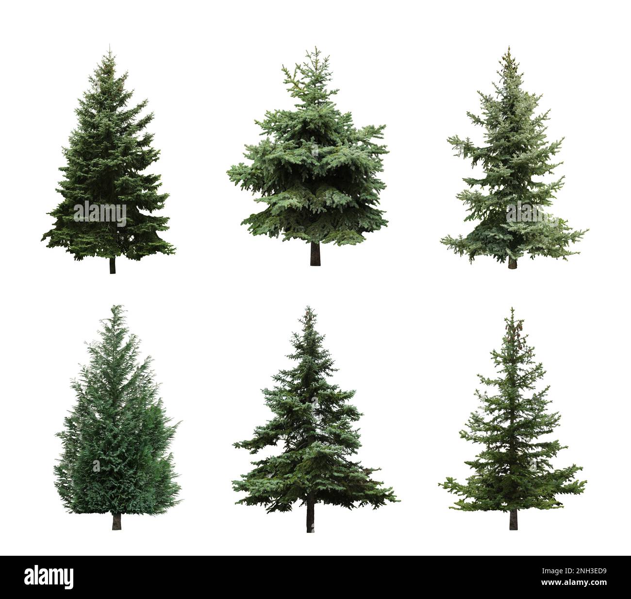 Beautiful evergreen fir trees on white background, collage Stock Photo ...