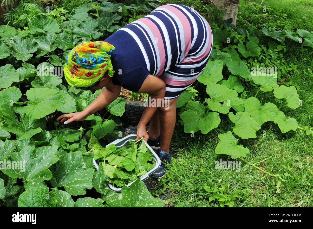 Pumpkin leaves are used to prepare a healthy meal in South Africa. Organic farming is common in ...