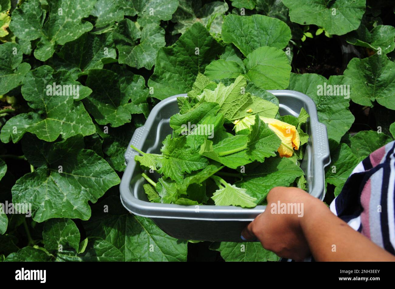 Pumpkin leaves are used to prepare a healthy meal in South Africa ...