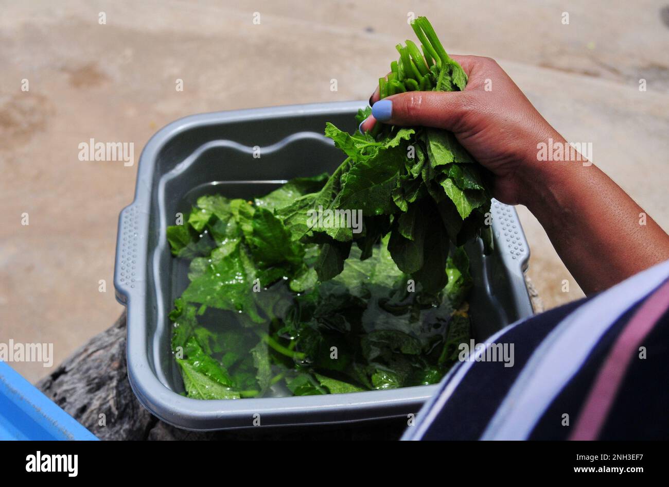 Pumpkin leaves are used to prepare a healthy meal in South Africa ...